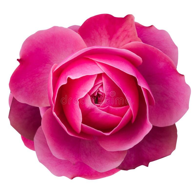 Blooming Scarlet Rose Close Up Isolated Stock Image - Image of macro ...