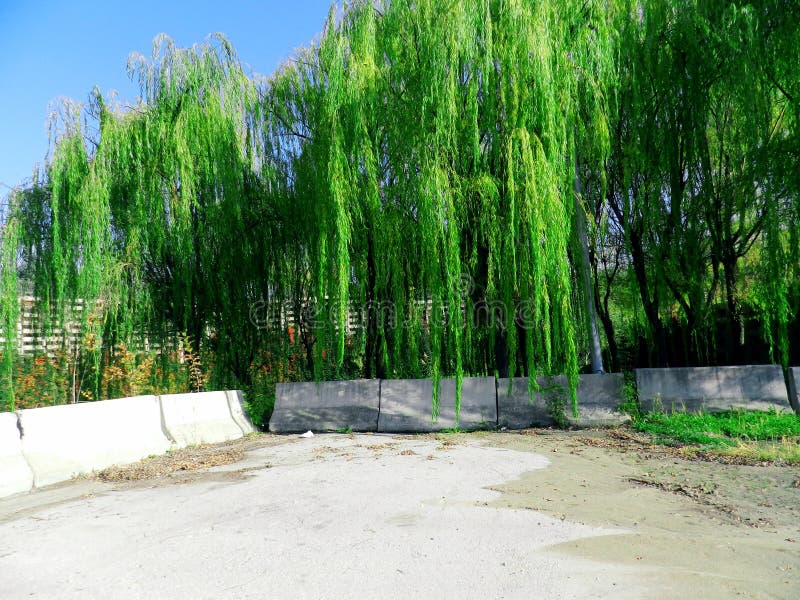 Springtime Park Scene. Blooming Serenity. Stock Photo - Image of ...