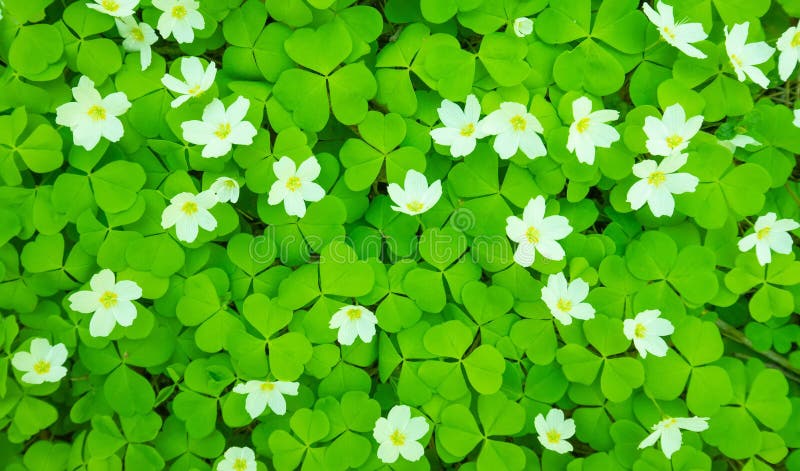 Blooming Shamrock Background, Spring Forrest Wallpaper Stock Image ...