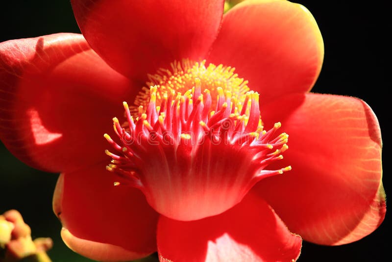 Blooming Shorea Robusta Flower Stock Photo - Image of dipterocarpaceae ...