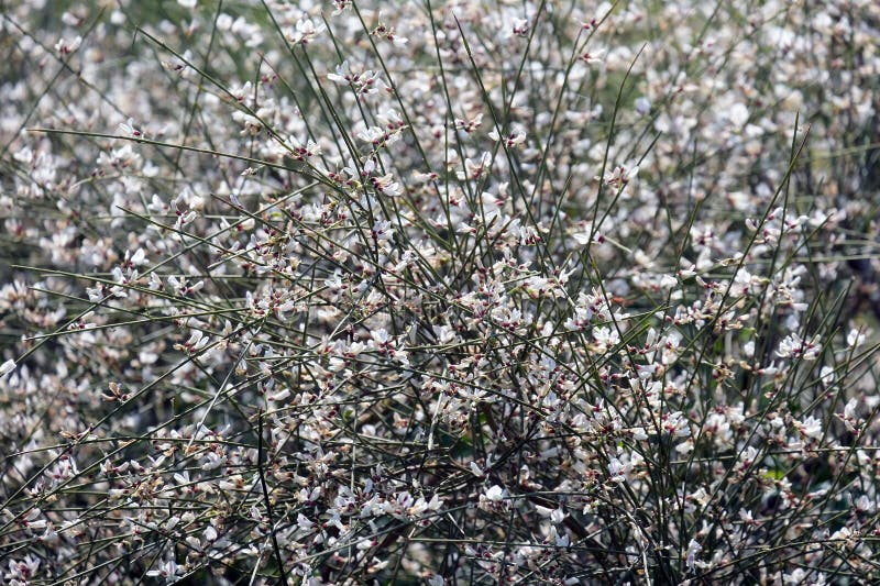 Lat Retama Stock Photos - Free & Royalty-Free Stock Photos from Dreamstime