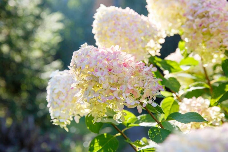 Blooming Shrub White Paniculata Hydrangea Hydrangea Paniculata in ...