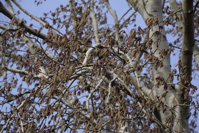 Blooming Silver Poplar. Silver Poplar Tree in Spring Stock Photo ...