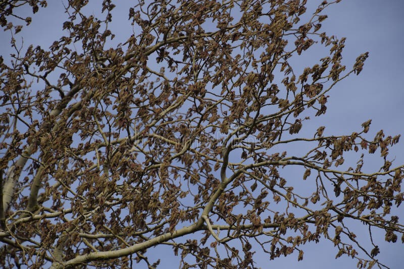 Blooming Silver Poplar. Silver Poplar Tree in Spring Stock Image ...