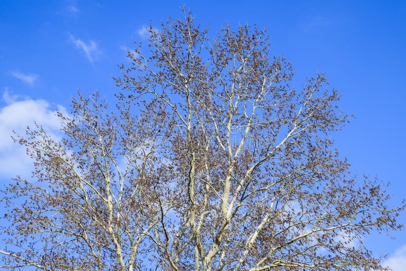 Blooming Silver Poplar. Silver Poplar Tree in Spring Stock Image ...