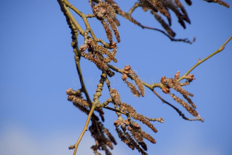 Blooming Silver Poplar. Silver Poplar Tree in Spring Stock Image ...