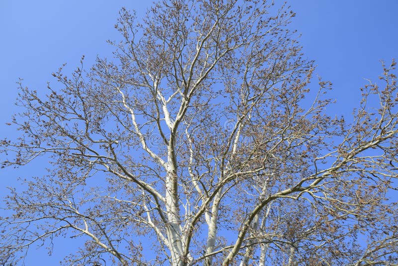 Blooming Silver Poplar. Silver Poplar Tree in Spring Stock Image ...