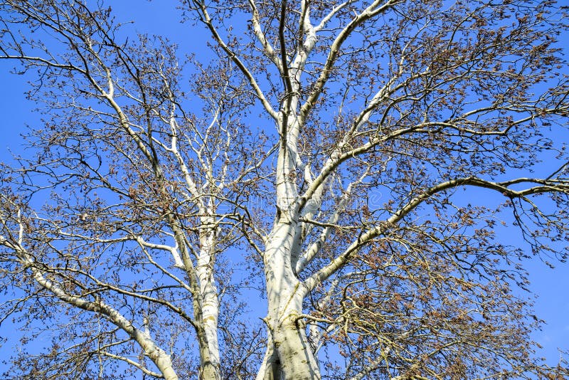 Blooming Silver Poplar. Silver Poplar Tree in Spring Stock Photo ...