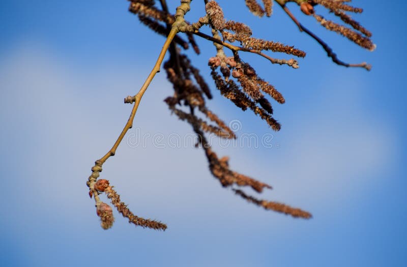 Blooming Silver Poplar. Silver Poplar Tree in Spring Stock Image ...