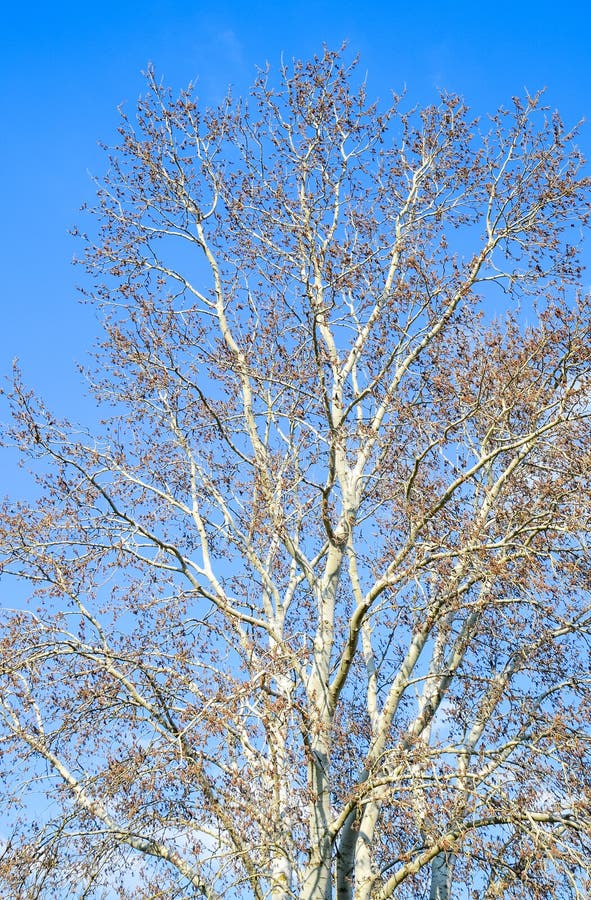 Blooming Silver Poplar. Silver Poplar Tree in Spring Stock Photo ...