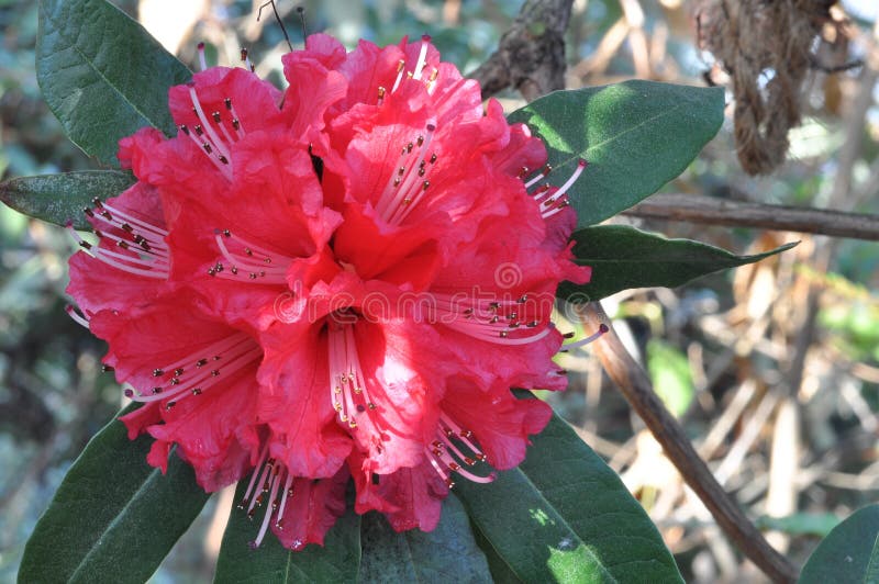 Blooming Single Red Rhododendron Flower Stock Image - Image of ...
