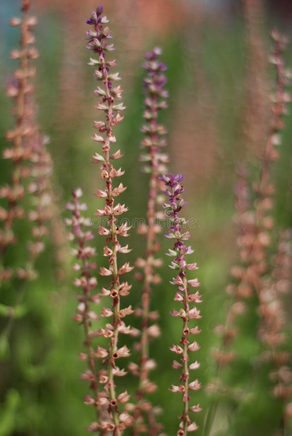 Blooming Small Flowers in the Park. Floral Background Stock Image ...