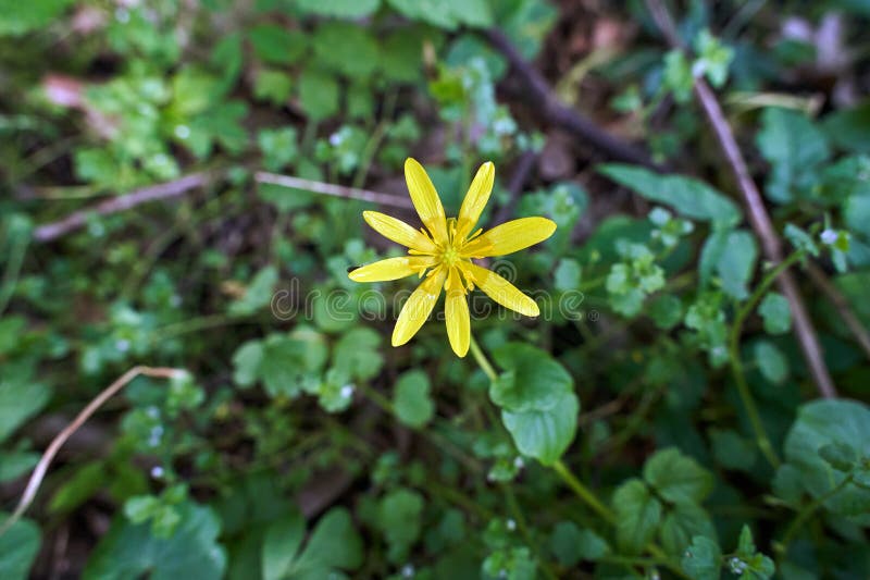 Blooming Small Flowers Yellow Glow in a Clearing in the Forest in ...