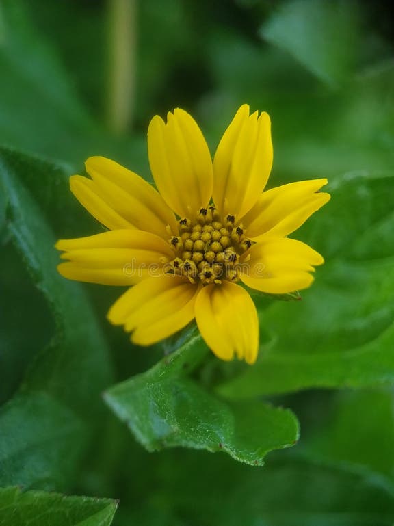 Blooming Small Yellow Flower Object Stock Photo - Image of green, daisy ...