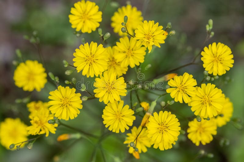 Blooming Small Yellow Flowers Stock Photo - Image of park, bitter ...