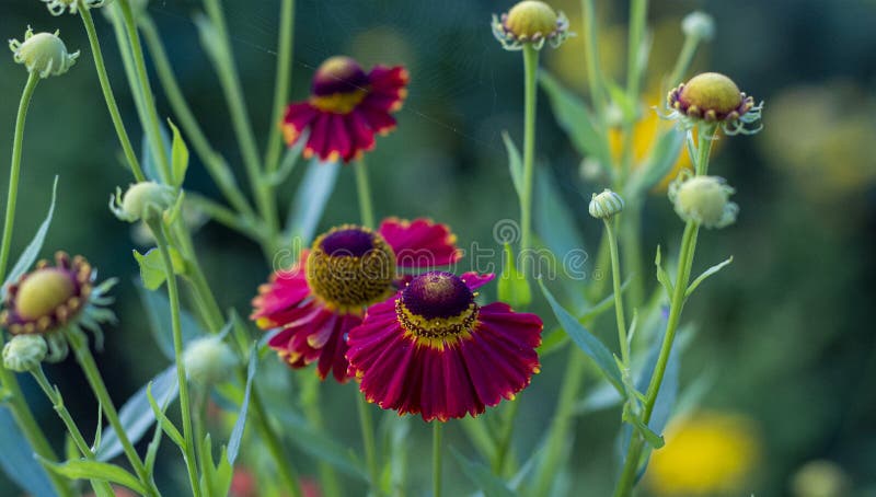 Blooming Sneezeweed, False Sunflower. Helenium Stock Photo - Image of ...