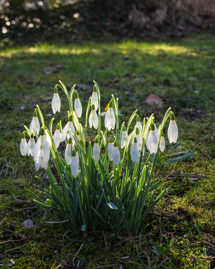 Blooming Snowdrops in the Park in Soft Spring Sunlight. Vertical ...