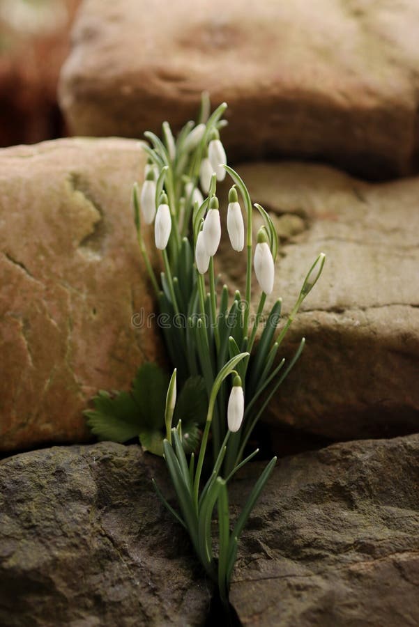 Blooming Snowdrops in Spring in the Garden among the Stones Stock Image ...