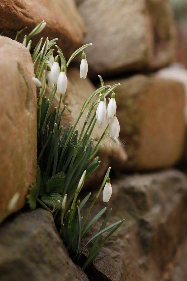 Blooming Snowdrops Spring Stones Stock Photos - Free & Royalty-Free ...