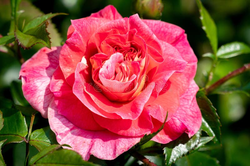 A Sommersonne rose stock photo. Image of beautiful, summer - 287763600