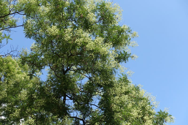 Blooming Sophora Japonica Tree Against the Sky Stock Photo - Image of ...