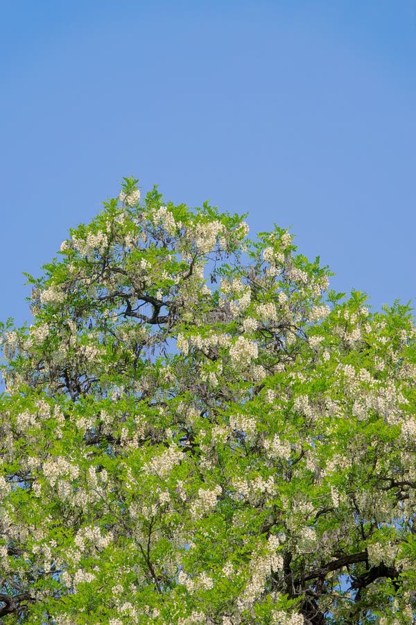 Blooming Sophora tree stock photo. Image of branches - 277411460