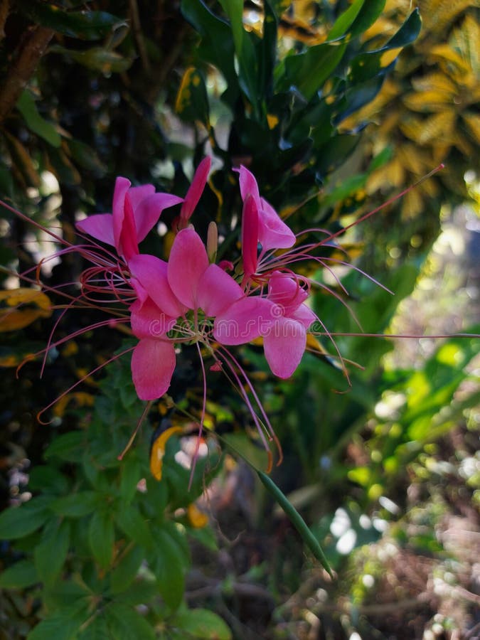 Blooming Spider House Plant Stock Image - Image of leaf, spring: 218762569