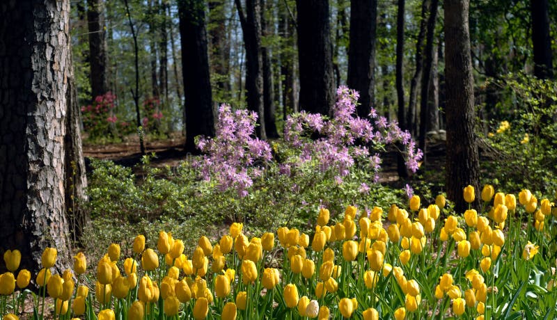 Blooming Spring stock photo. Image of trees, sunny, colorful - 13937462
