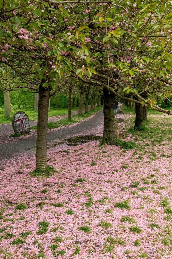 Blooming Spring Alley in the Park Stock Photo - Image of meadow ...