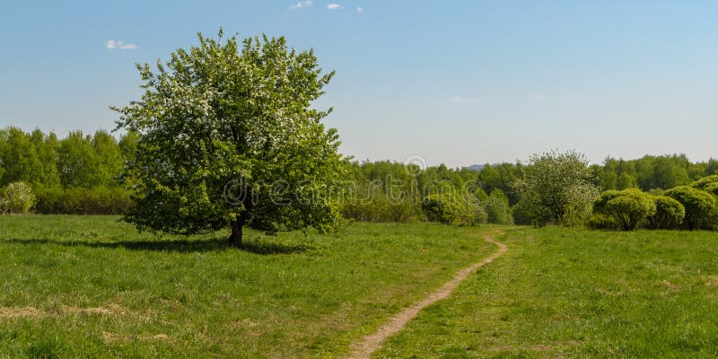 Blooming Spring Apple Tree in Field on a Forest Path Stock Photo ...
