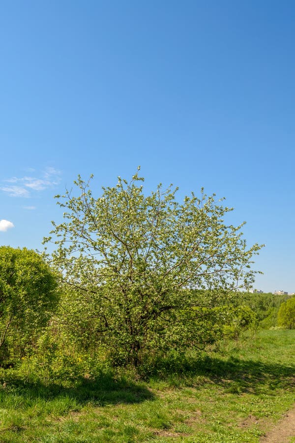 Blooming Spring Apple Tree in Field on a Forest Path Stock Photo ...