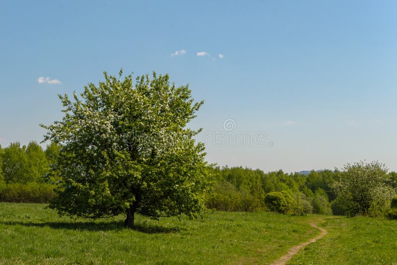 Blooming Spring Apple Tree in Field on a Forest Path Stock Image ...