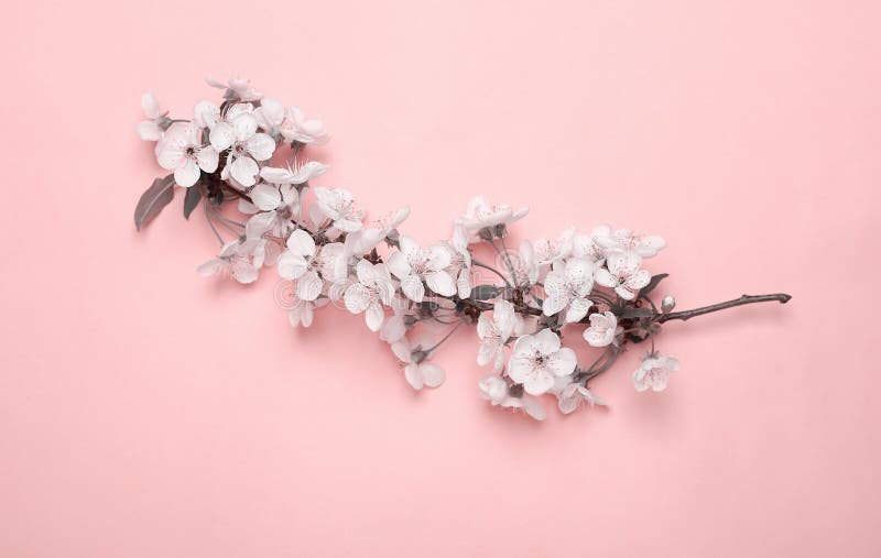 Blooming Spring Branch on a Delicate Background Stock Image - Image of ...
