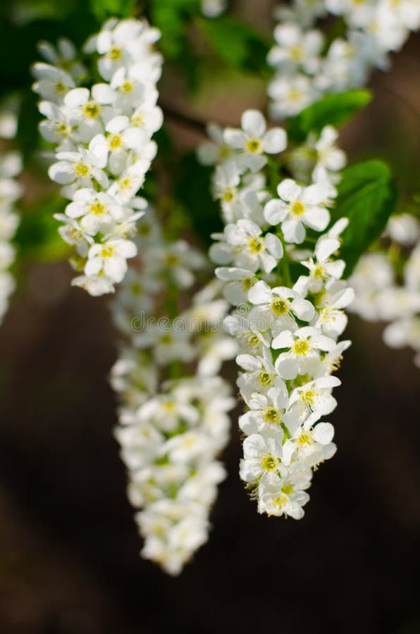 Blooming spring cherry stock image. Image of blooming - 92441749