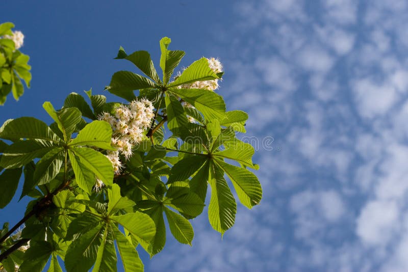 Blooming spring chestnut stock photo. Image of landscape - 2477488