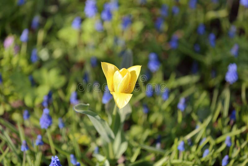 Blooming spring flower stock photo. Image of backyard - 146655302