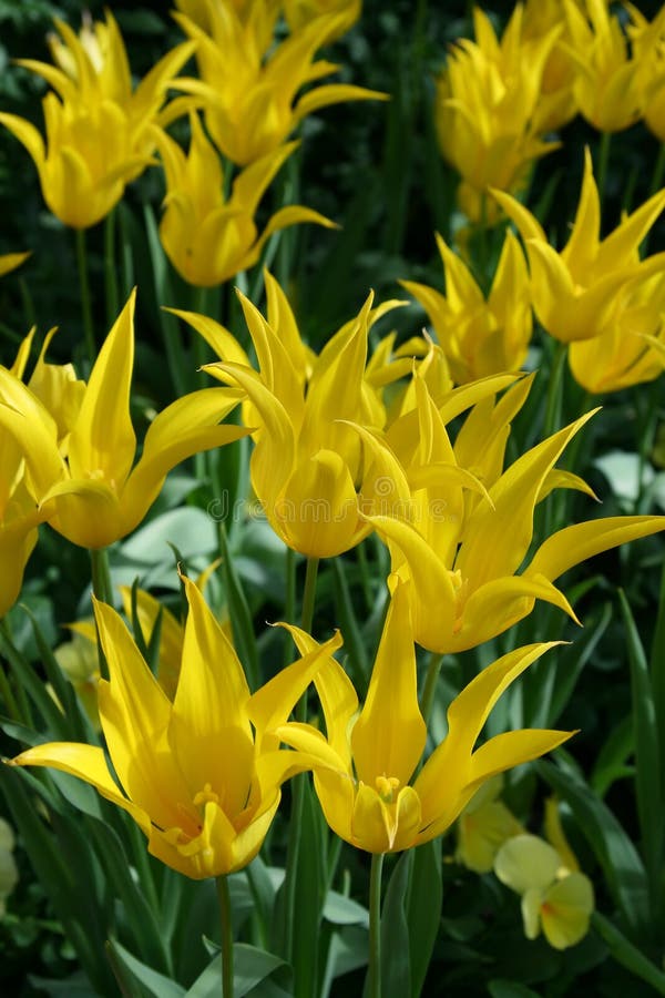 Blooming Spring Flowers stock photo. Image of freshness - 4743684