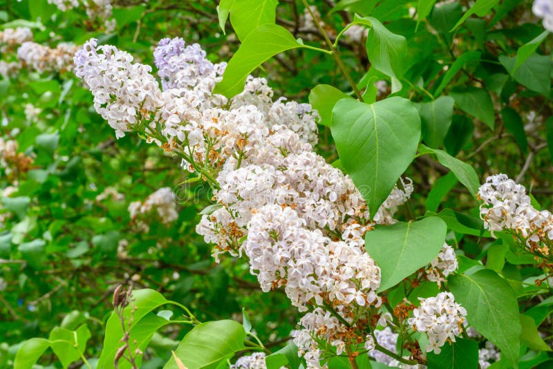 Blooming Spring Flowers. Beautiful Flowering Flowers of Lilac Tree ...