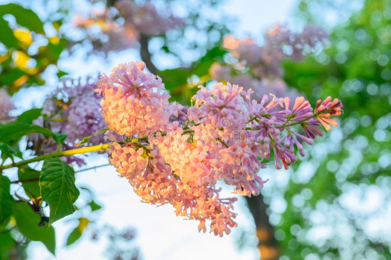 Blooming Spring Flowers. Beautiful Flowering Flowers of Lilac Tree ...