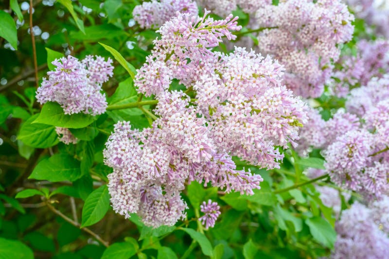 Blooming Spring Flowers. Beautiful Flowering Flowers of Lilac Tree ...