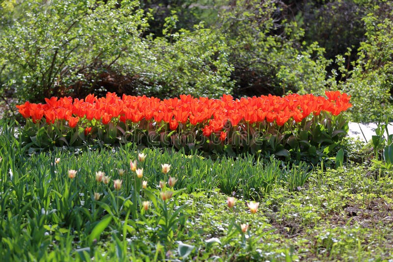 Blooming spring flowers stock photo. Image of blooming - 146646556