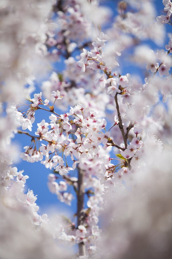 Blooming spring flowers stock photo. Image of growth - 52667652