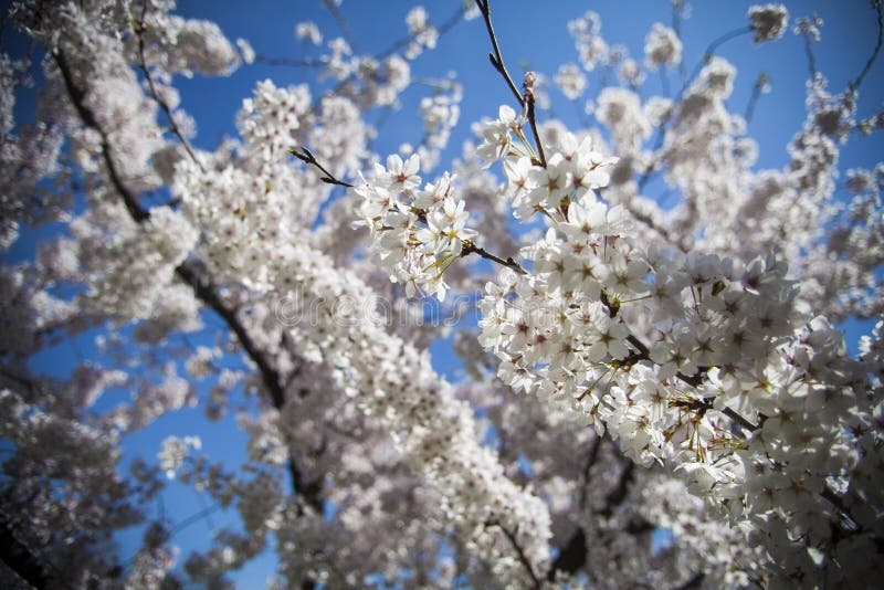 Blooming spring flowers stock photo. Image of nature - 52685792