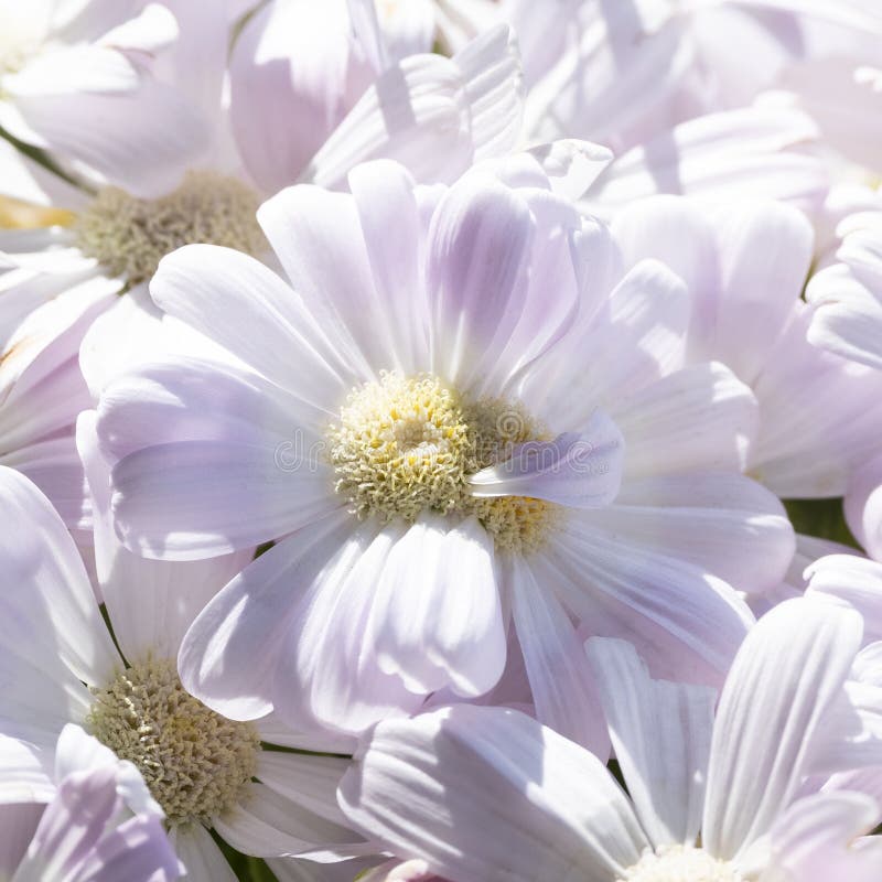 Blooming Spring Flowers in Pastel Colors, Close Up View of White ...
