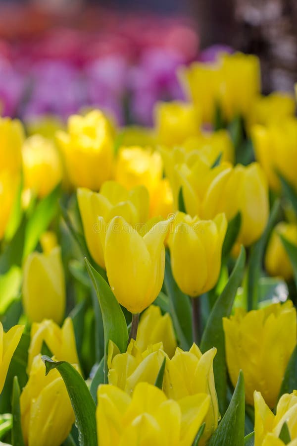 Blooming Spring Flowers Tulips Stock Image - Image of floral, flora ...