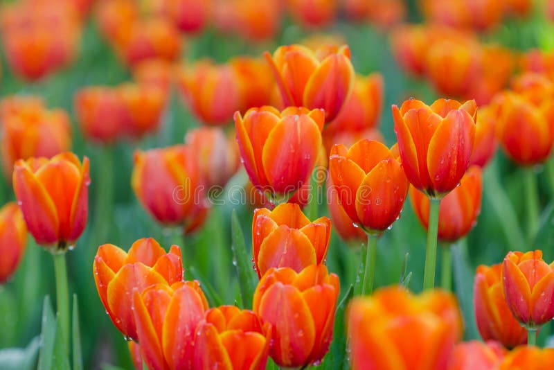 Blooming Spring Flowers Tulips Stock Photo - Image of green, gardening ...