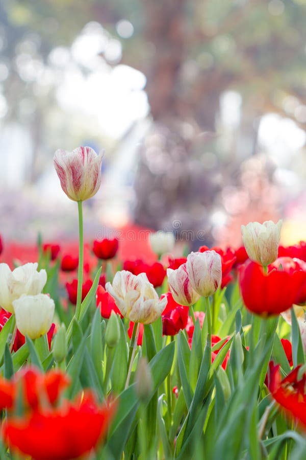 Blooming Spring Flowers Tulips Stock Image - Image of blur, gradient ...