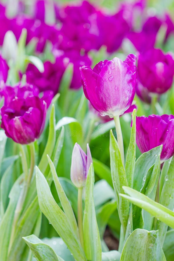 Blooming Spring Flowers Tulips Stock Photo - Image of fresh, beauty ...