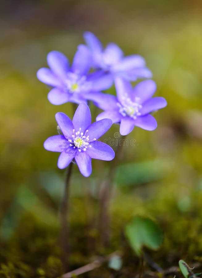 Blooming in the Spring Forest Hepatica Nobilis Stock Image - Image of ...