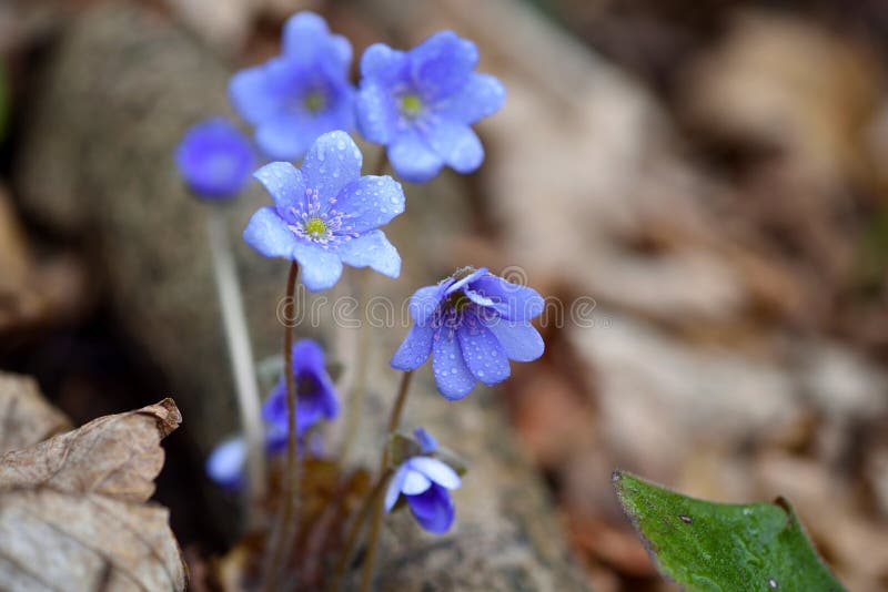 Blooming in the Spring Forest Hepatica Nobilis Stock Photo - Image of ...